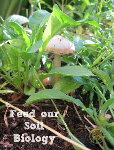 Best Organic Fertilizers - Guide to Organic Fertilizers