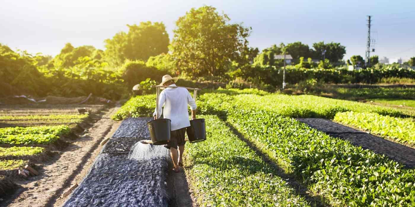 Growing Greener Cities: Urban Agriculture's Pivotal Role in ...