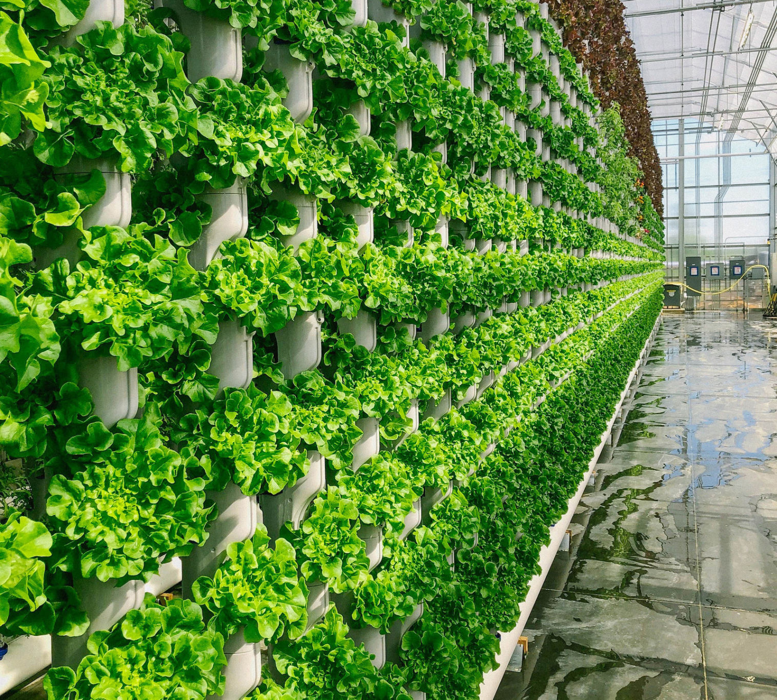 Growing Greener Cities: Urban Agriculture's Pivotal Role in ...