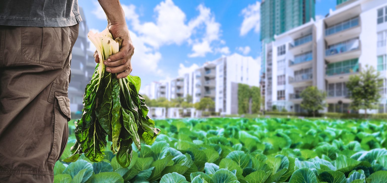 Growing Cities: The Incredible Benefits of Urban Agriculture and Local ...
